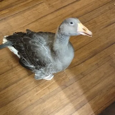 TOMMY - XRP | First Ledger